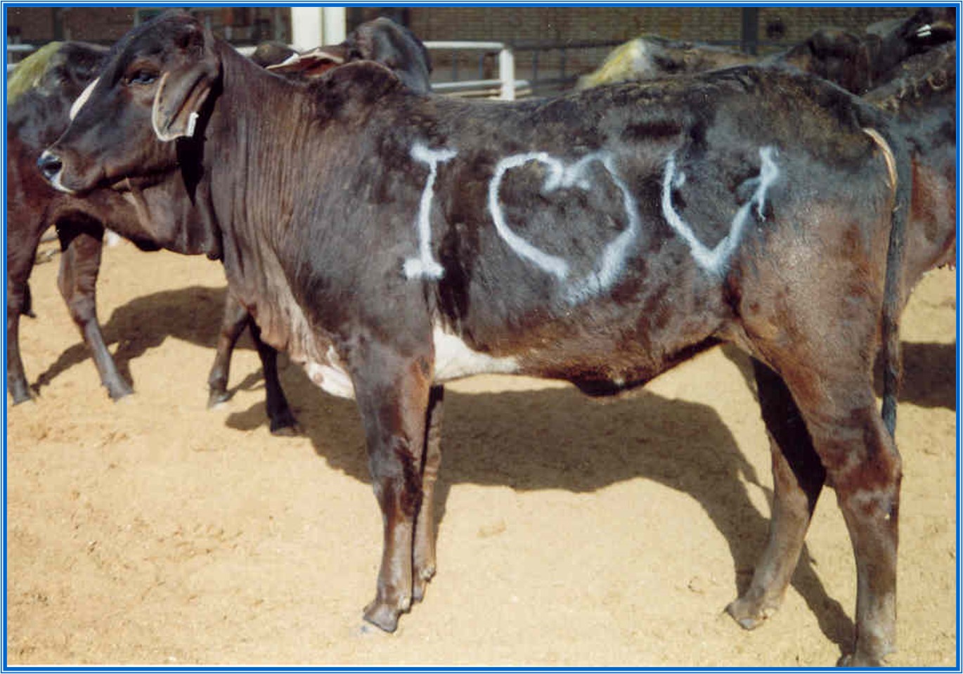 Sistani Cattle – Our Findings - Nianik Animal Technologies